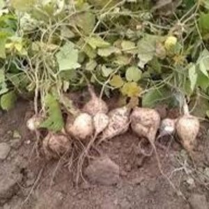 THAI JICAMA Seeds ヒカマ; 沙葛, 葛薯; 葛芋 Kuzu-imo くずいも; Mexican Yam Bean - Etsy
