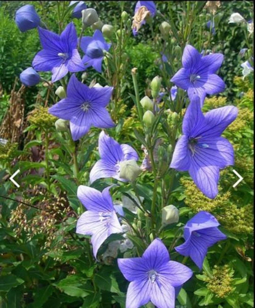 2-gram 1000+ 도라지 Bellflower Balloon Flower Seeds; Korean Doraji; Toraji ...