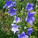 2-gram 1000+ 도라지 Bellflower Balloon Flower Seeds; Korean Doraji; Toraji ...