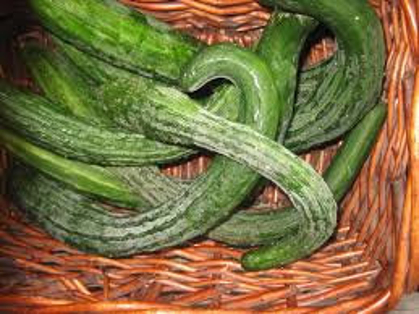 15 Organic Suyo Long Cucumber Seeds 帶刺小黃瓜 四葉胡瓜すうようきゅうり; Hawaiian's ...