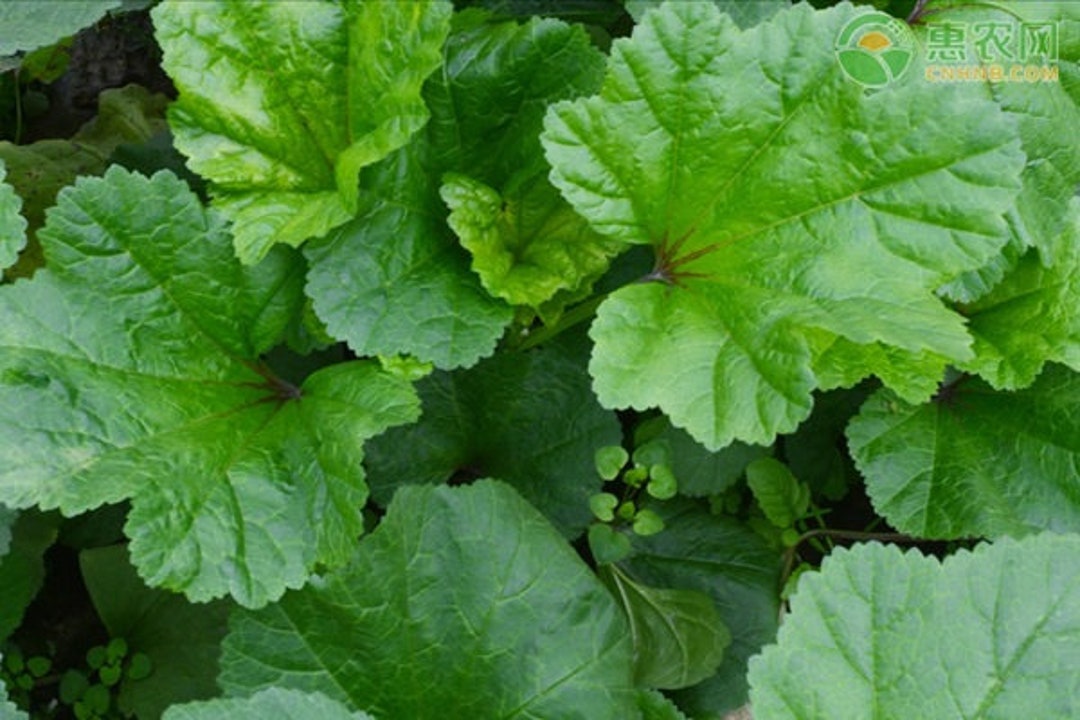200 Chinese Mallow Seeds 冬苋菜, 冬寒菜; Chima Auk 치마아욱; Curled Mallow - Etsy