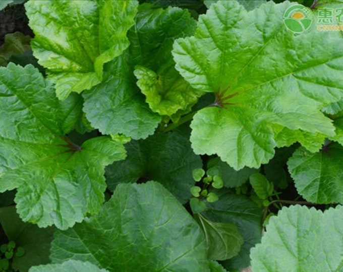 Common Mallow malva Neglecta Seeds 50 Count - Etsy