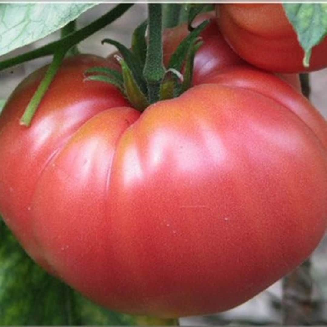 50 BRANDYWINE PINK - Certified Organic Heirloom Tomato Seeds, Beefsteak ...