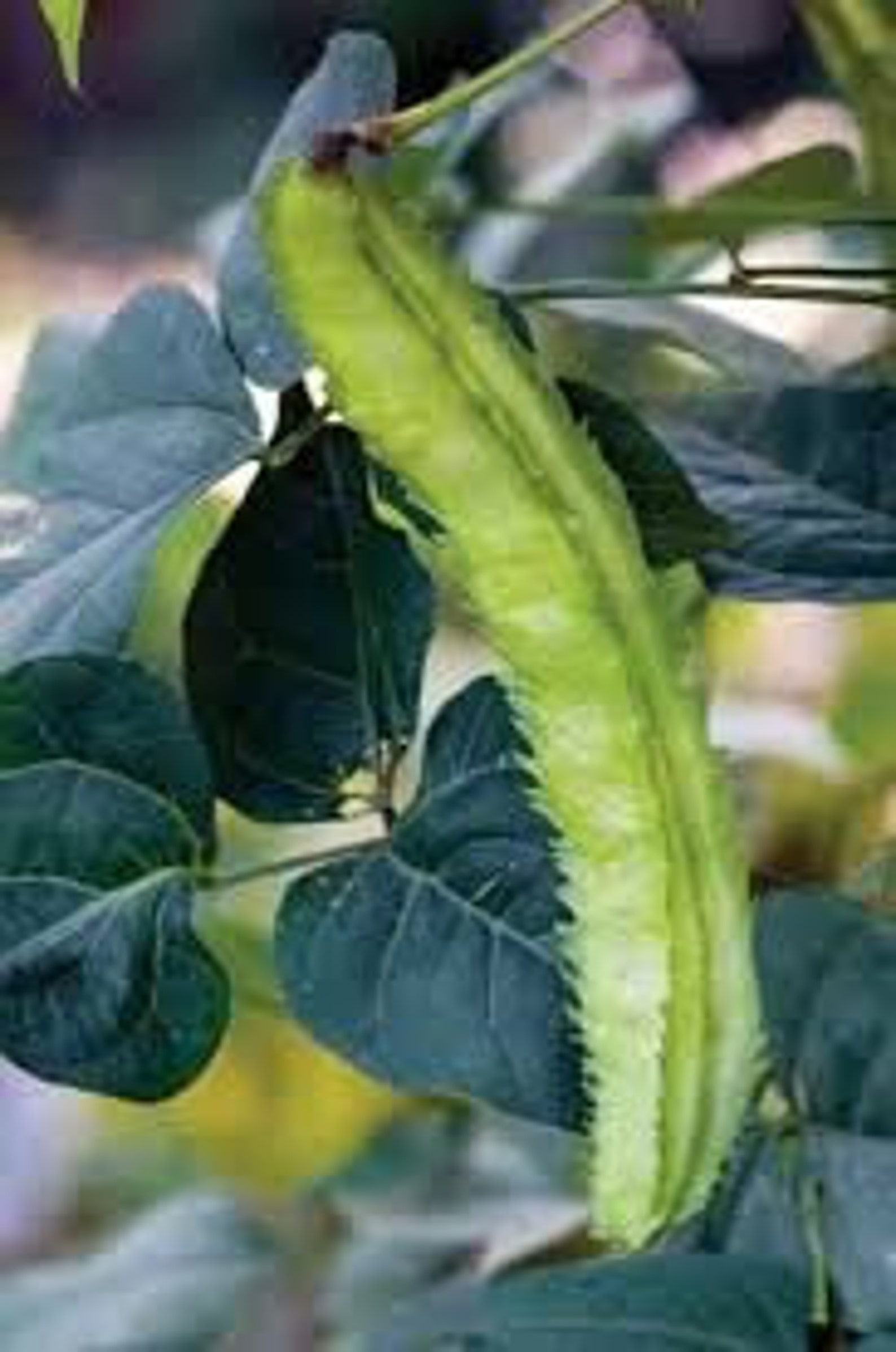 20 WINGED BEAN Seeds Asparagus Pea, Wing Pea, Four Angled Bean Dara ...
