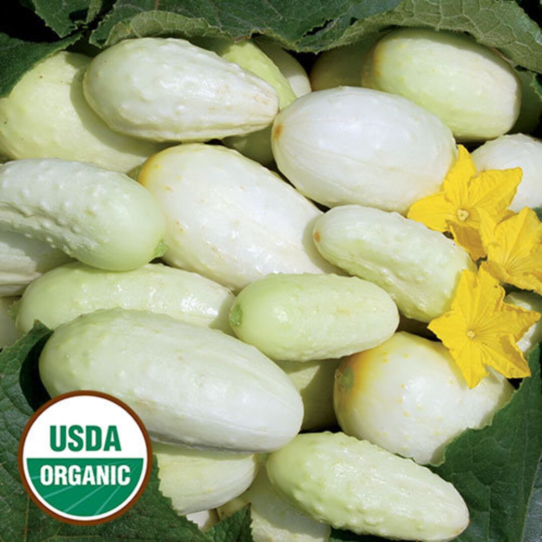 20 Organic Miniature White Cucumber Seeds; Yellow-white Skin; 3-inch ...