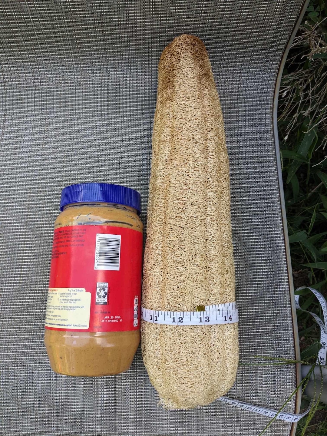 15 Louisiana Heirloom Dense Fabric Loofah Seeds From Jimmy Luffa ...