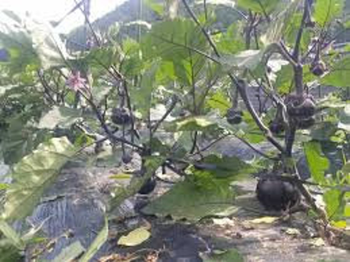 100 Japanese KAMO NASU Eggplant Seeds; 賀茂茄子 カモナス かもなす - Etsy