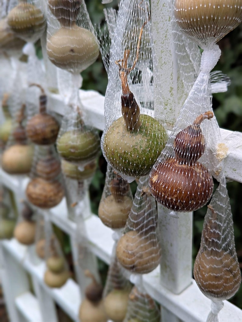 15 Tiny Miniature Bottle Gourd Seeds; 2-3” Tall; Feng Shui Hulu ...