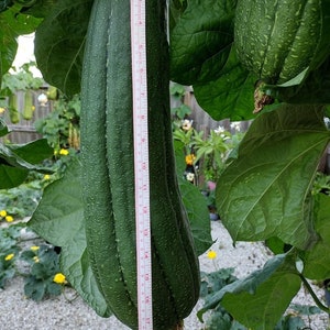 5 Elite Taiwanese Smooth Luffa Seeds;屹立圓筒絲瓜; 台灣菜瓜; Meaty Culinary ...