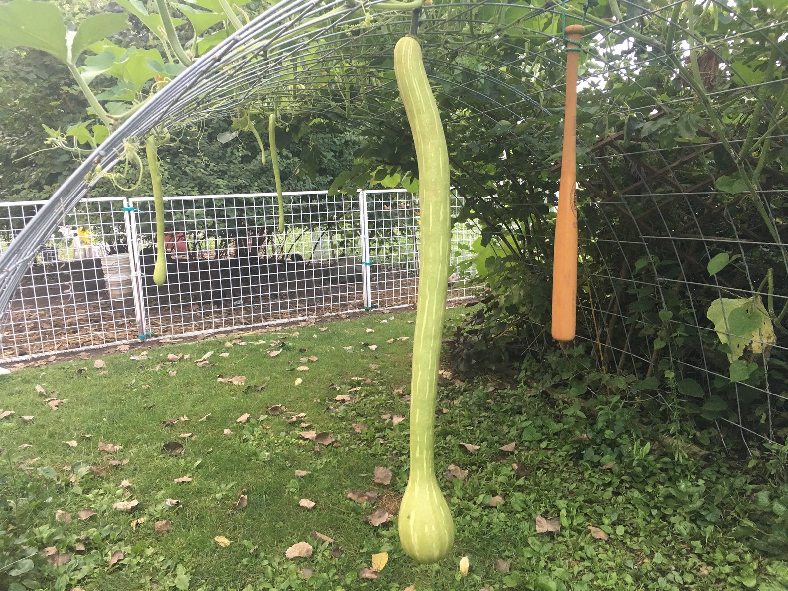 15 TROMBONCINO RAMPICANTE seeds Italian Climbing Zucchini | Etsy