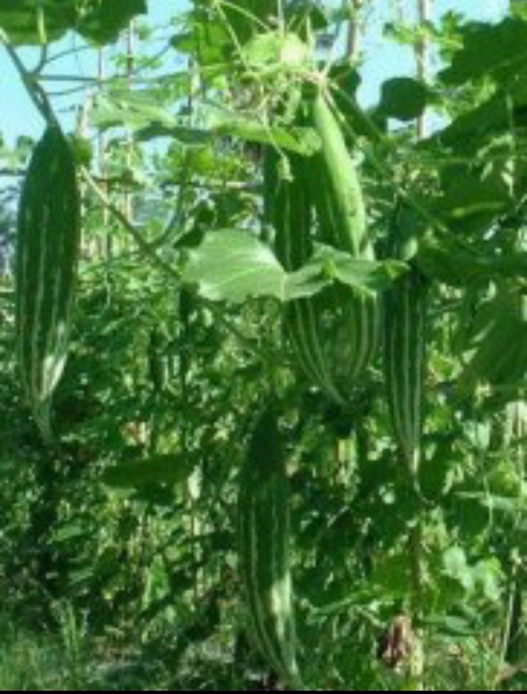 BUAG NGU NAGA Short Snake Gourd Seeds; Indian Heirloom Serpent Gourd ...