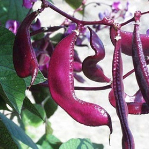 Puprle Hyacinth Bean Seeds Ruby Moon Purple Moon Edible - Etsy