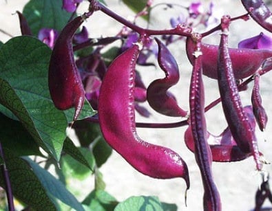 20 RUBY MOON Hyacinth Bean Seeds; Bataw Lablab; Beautiful Foliage ...
