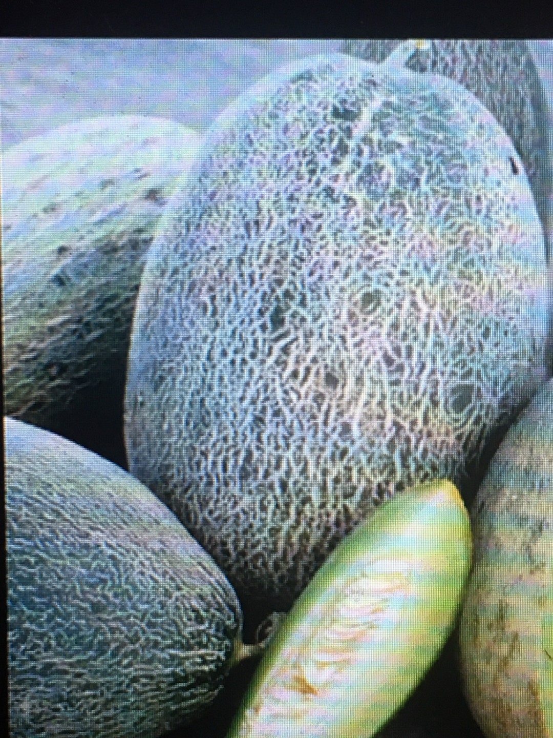 30 BATEEKH SAMARA Melon Seeds Iraqi Heirloom - Etsy