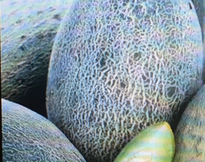 30+ BATEEKH SAMARA Melon Seeds; Iraqi Heirloom - Etsy