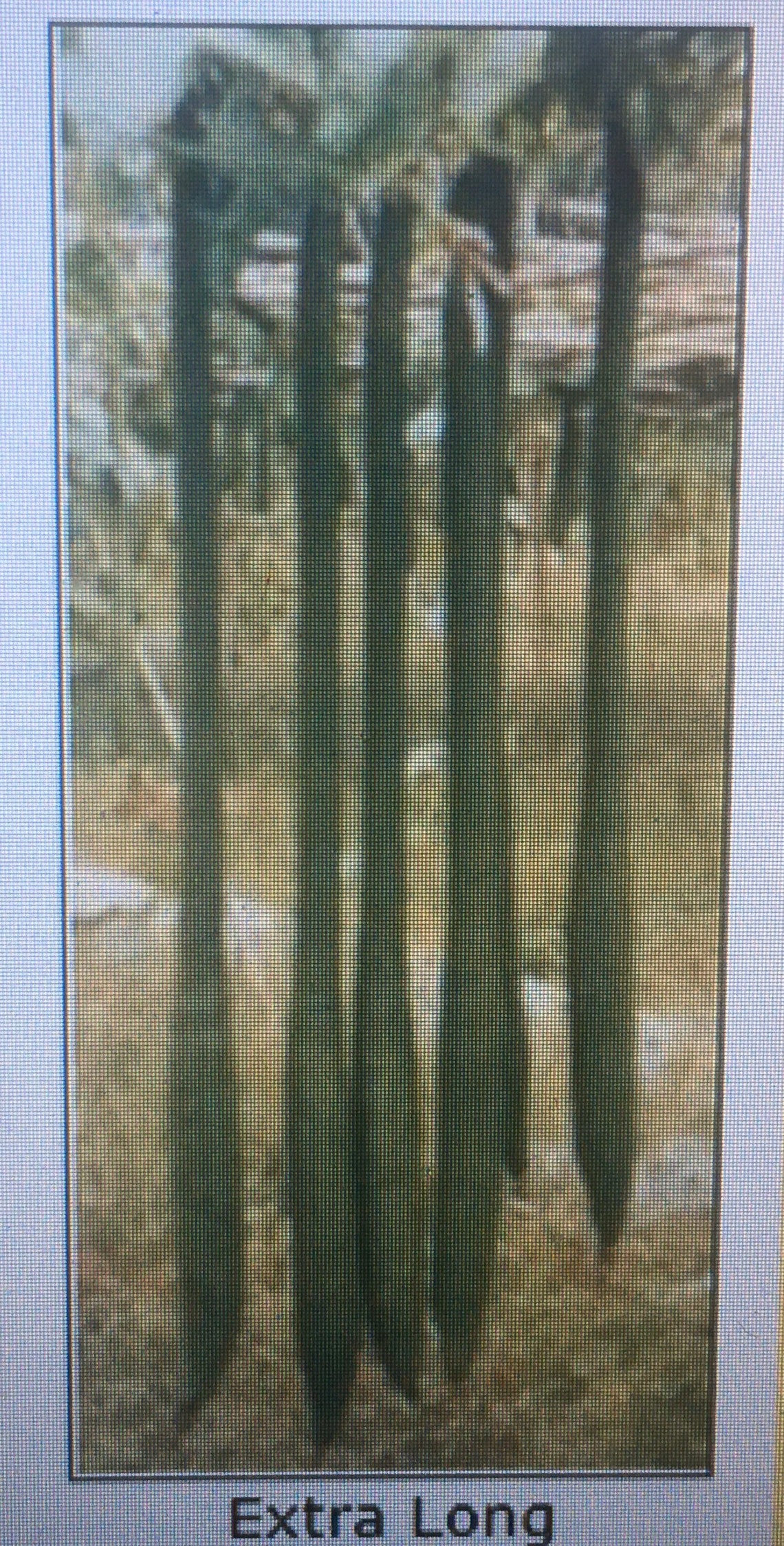 Extra Long Smooth Luffa Seeds 30-42 Avg Length Culinary - Etsy