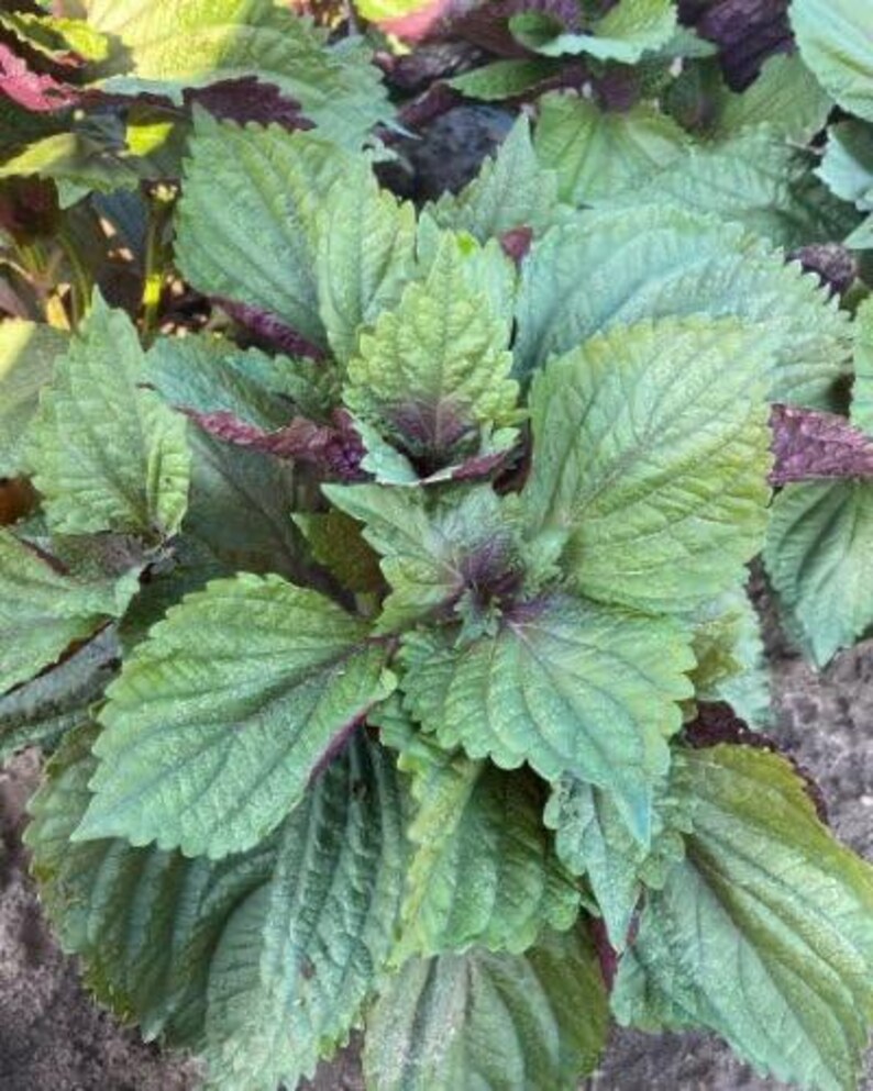 500 BICOLOR SHISO Green & Red Leaved Perilla Seeds; 雙色紫蘇 - Etsy