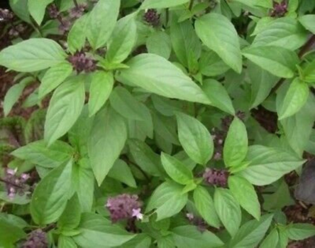 2-gram 1500+ Purple Stem Thai Sweet Basil Seeds; Non-gmo Heirloom 九層塔 ...