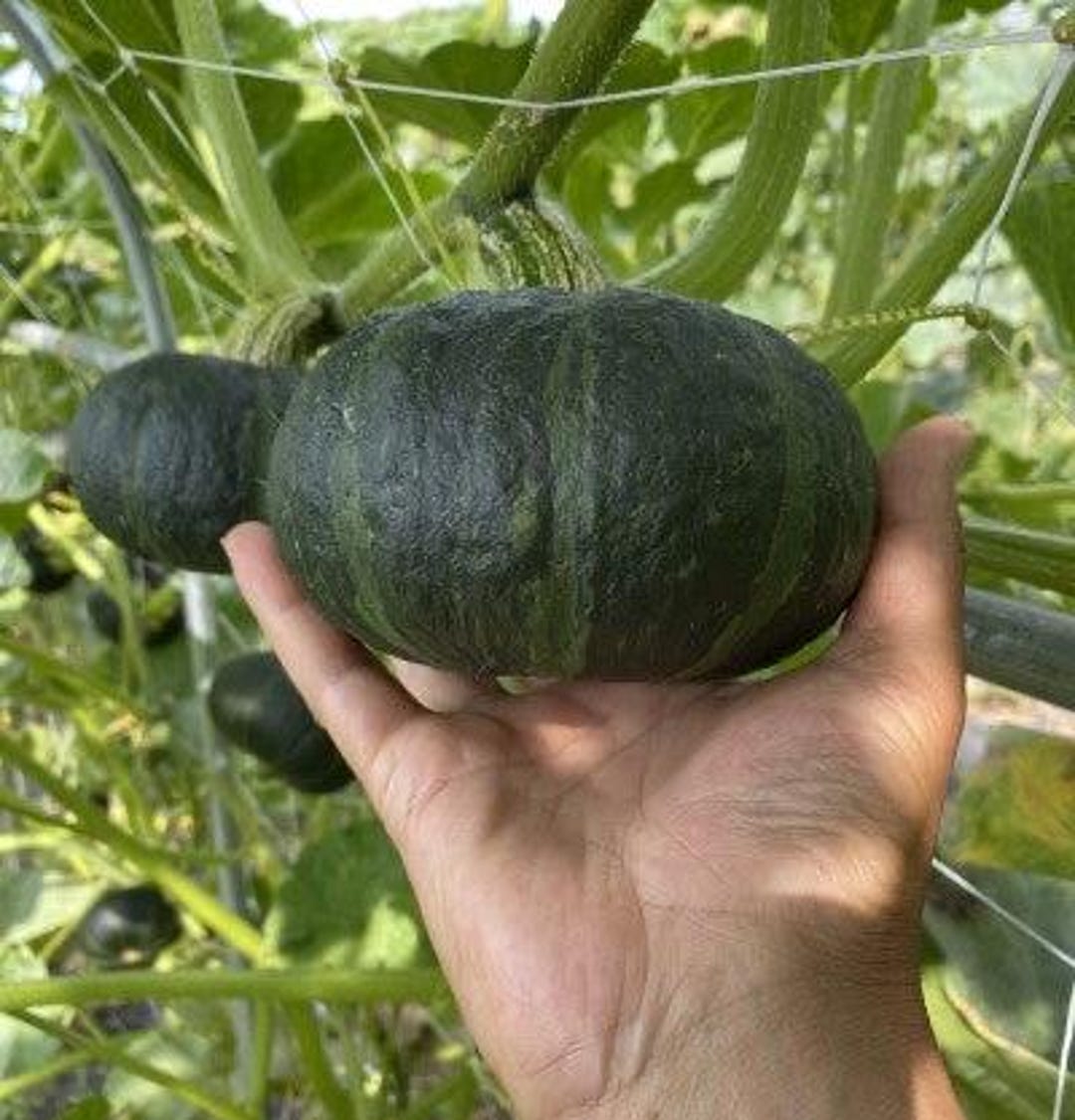 Bei Bei 88 Hybrid Mini Kabocha Seeds; High Yield Beibei Baby Kabocha ...