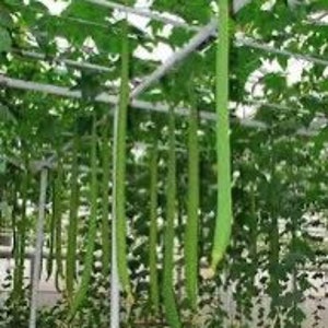 Extra Long Smooth Luffa Seeds; 30-42” Avg Length; Culinary Sponge Gourd ...