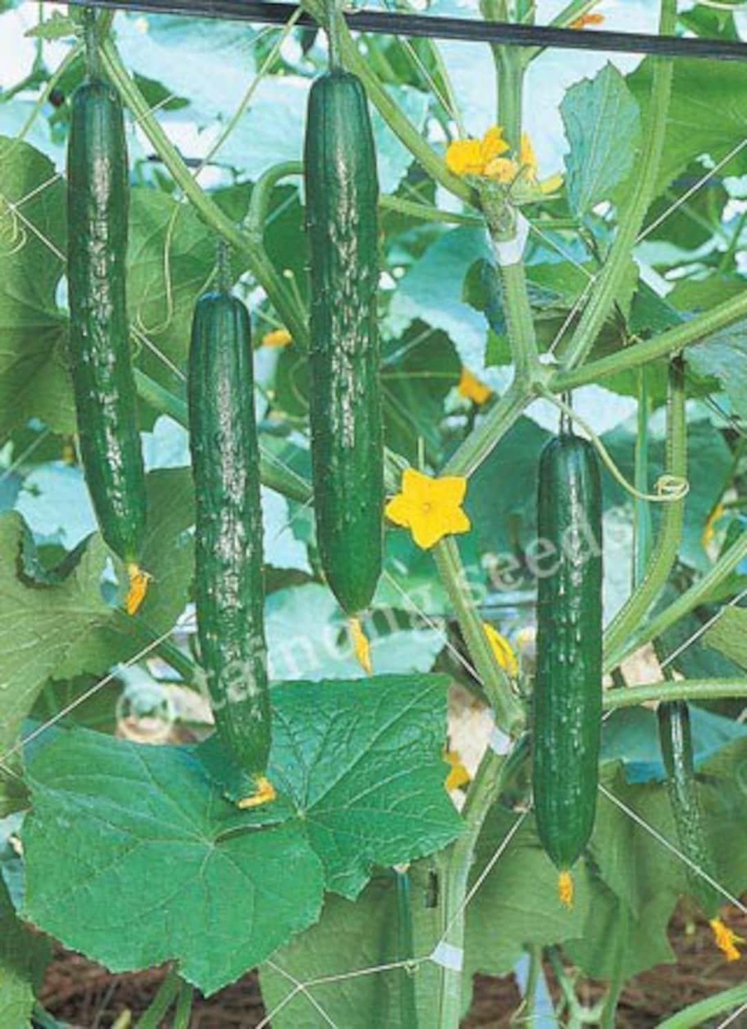 Aihime Hybrid Japanese Burpless Cucumber Seeds; あいひめ胡瓜；愛姬小黃瓜; Sushi ...
