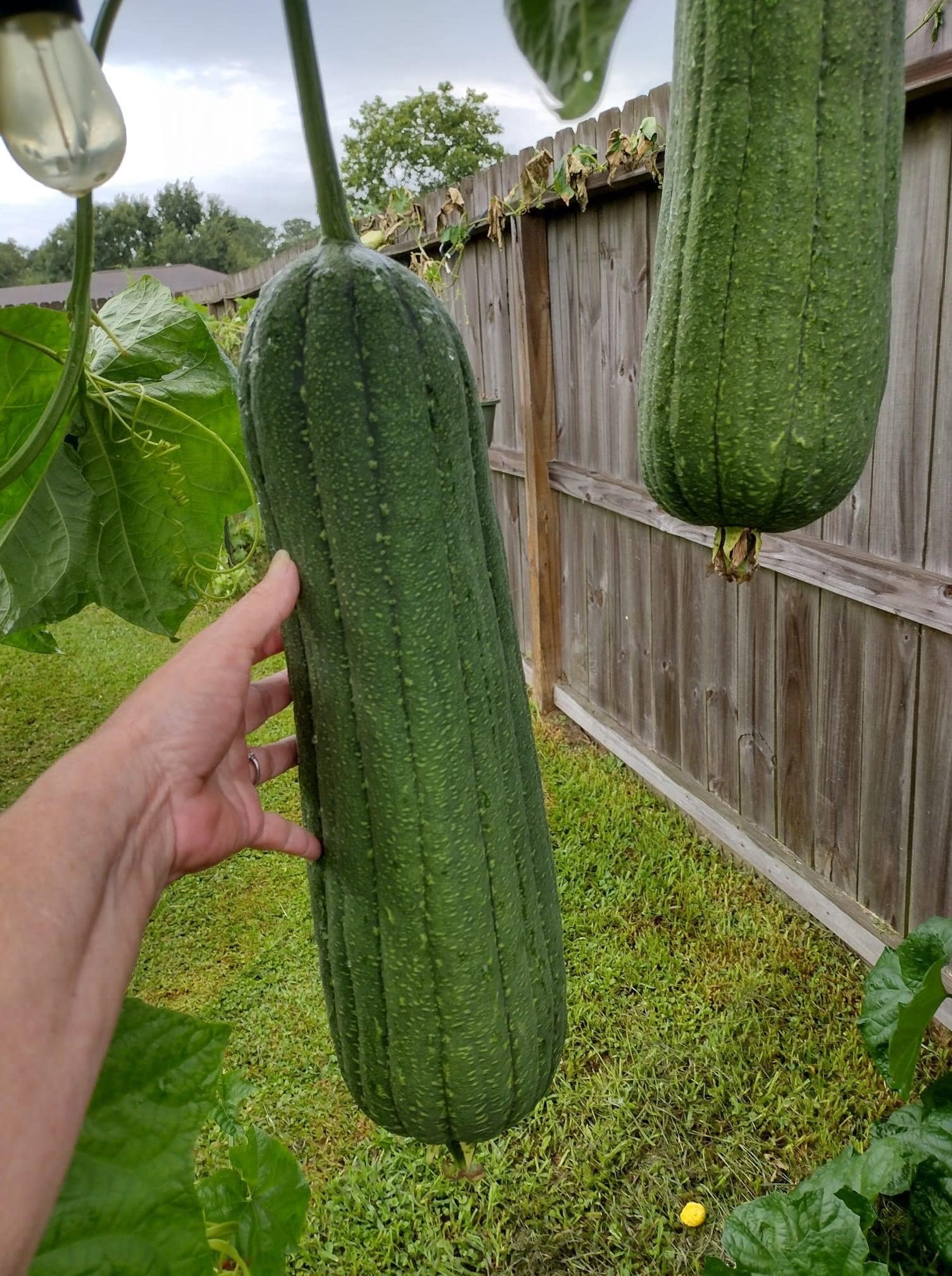 5 APPLE Hybrid Luffa & 5 ELITE Hybrid Luffa Seeds; Whopper Sponges ...