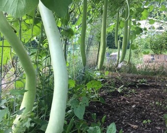 Extra Long Squash 100 CUCUZZI CUCUZZA GAGOOTZA Serpente Di Sicilia ...