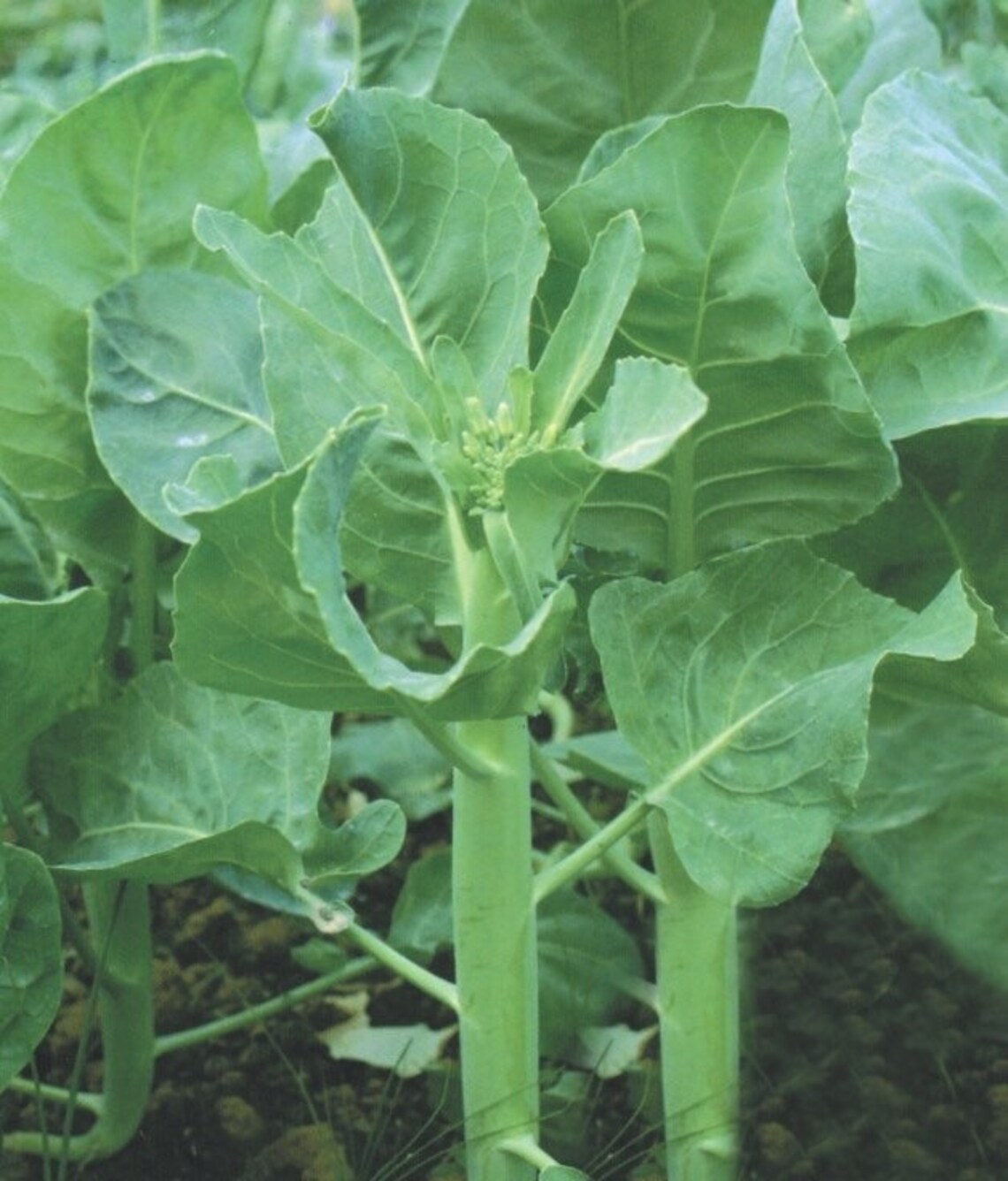 2000 Wan Shen Late Season GAILAN Gai Lan Seeds KAILAN - Etsy
