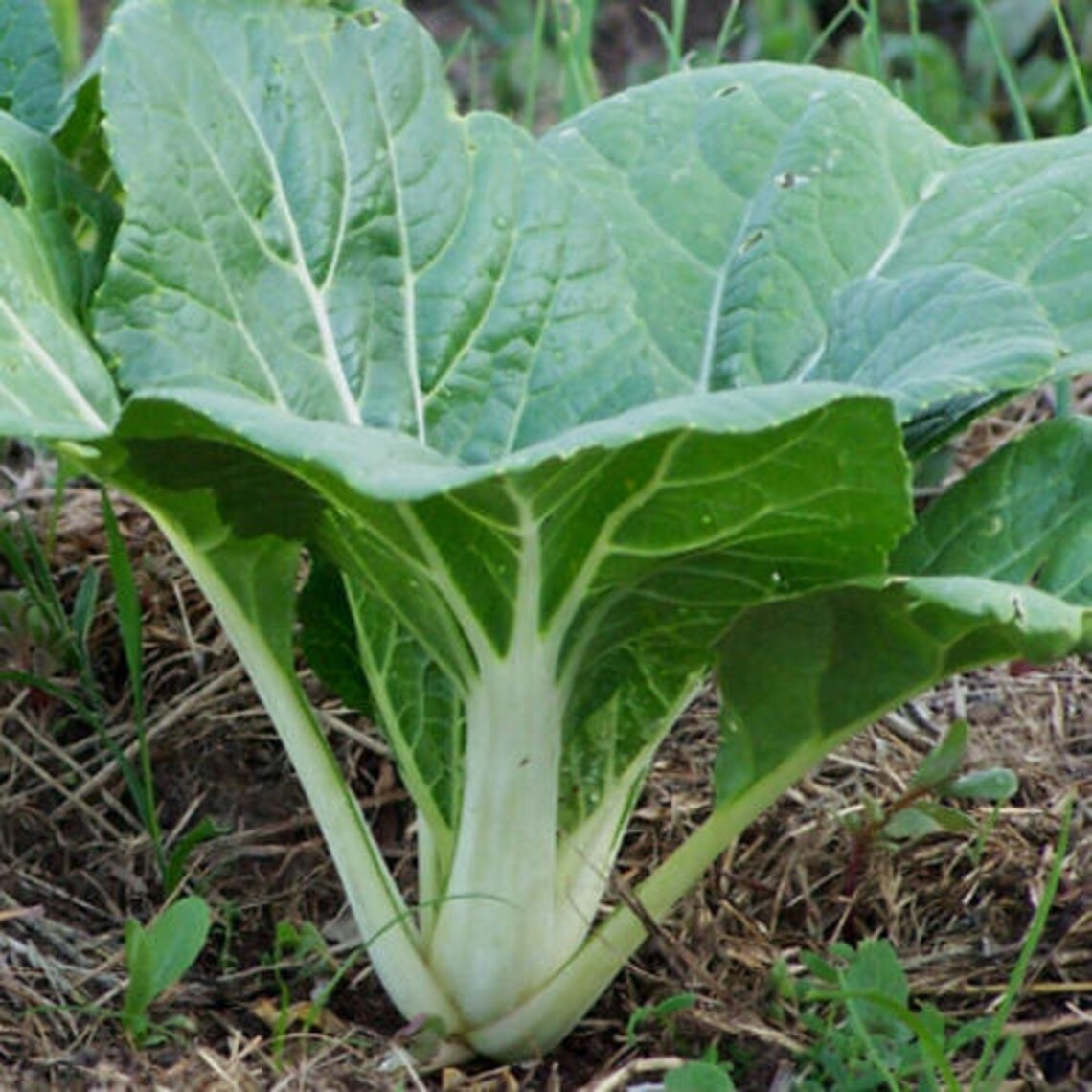 6000+ 1/2-OZ WHITE STEM Pak Choi Seeds; 廣東小白菜 / Canton Bok Choy; Pac ...