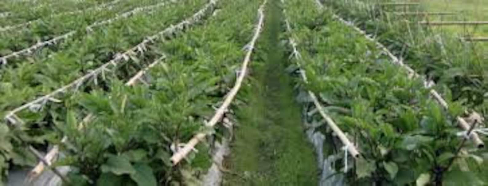 50 MITOYO NASU Japanese Eggplant Seeds; 三豊なす 三豊茄子 - Etsy