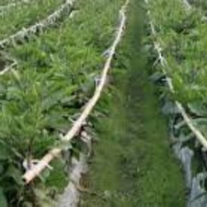 50 MITOYO NASU Japanese Eggplant Seeds; 三豊なす 三豊茄子 - Etsy