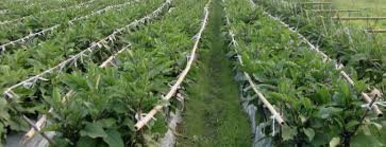 50 MITOYO NASU Japanese Eggplant Seeds; 三豊なす 三豊茄子 - Etsy