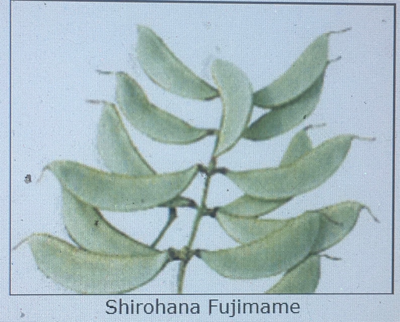 15 SHIROHANA FUJIMAME White Flower Hyacinth Bean Seeds; 白花ふじ豆; 白花千石; ふじ ...