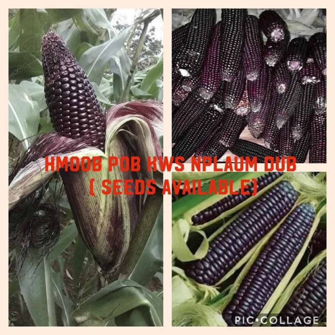 25 Organic Hmong Waxy Corn Seeds - BLACK Sticky Corn; Dark Red; Grown ...