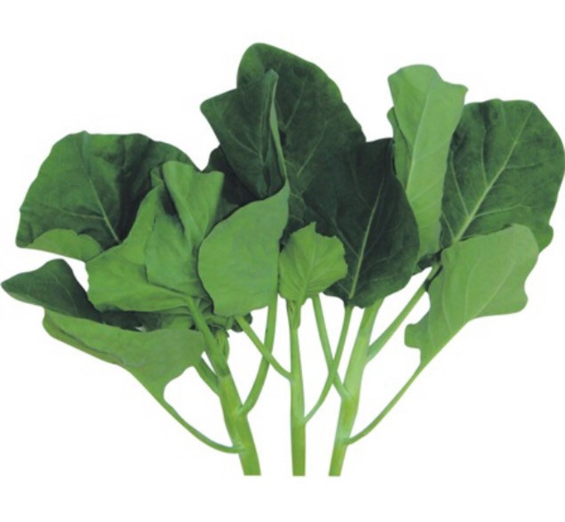 2000 Wan Shen Late Season GAILAN Gai Lan Seeds KAILAN - Etsy