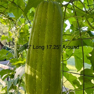 20 Jersey Giant Sponge Gourd Luffa Seeds From M.laszlo of Hunters Run ...