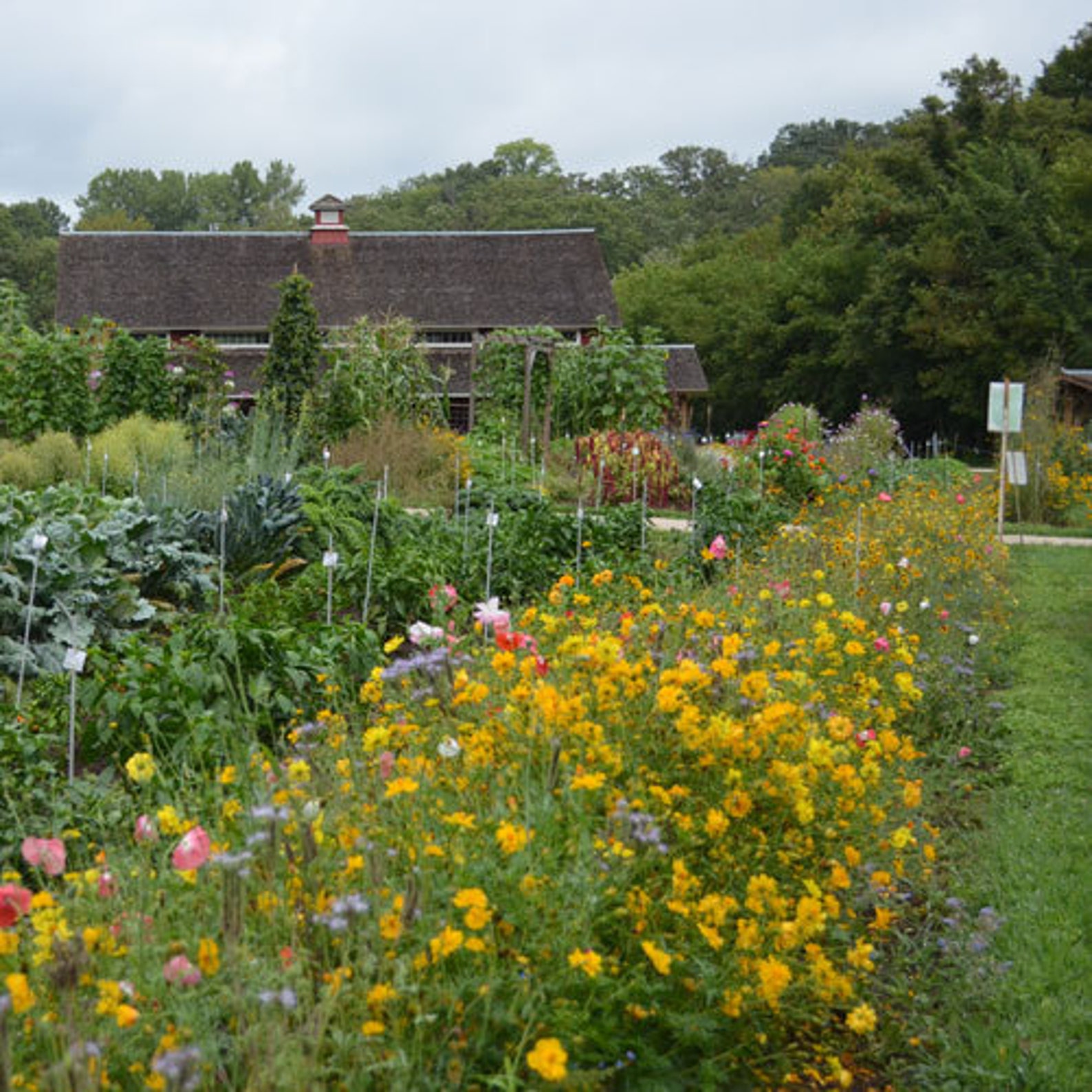 1/4-oz Bee Feed Flower Mix, Sourced From Seed Savers Exchange - Etsy