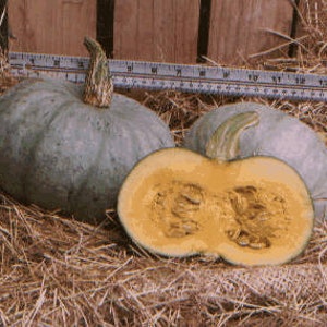 8 BLUE KURI Winter Squash Seeds; Japanese Kabocha - Etsy