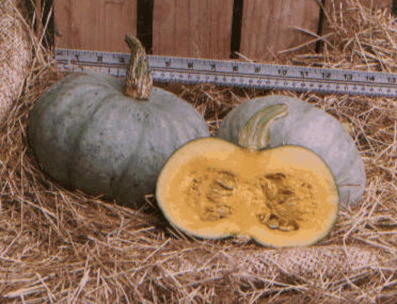 8 BLUE KURI Winter Squash Seeds; Japanese Kabocha - Etsy