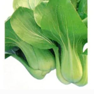 2g ~1000 Tonko Hybrid Green Stem Pak Choi Seeds; Heat Tolerant Shanghai ...
