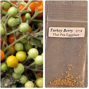 100+ Turkey Berry Seeds; Aka Thai Pea Eggplant Seeds, Brush Eggplant ...