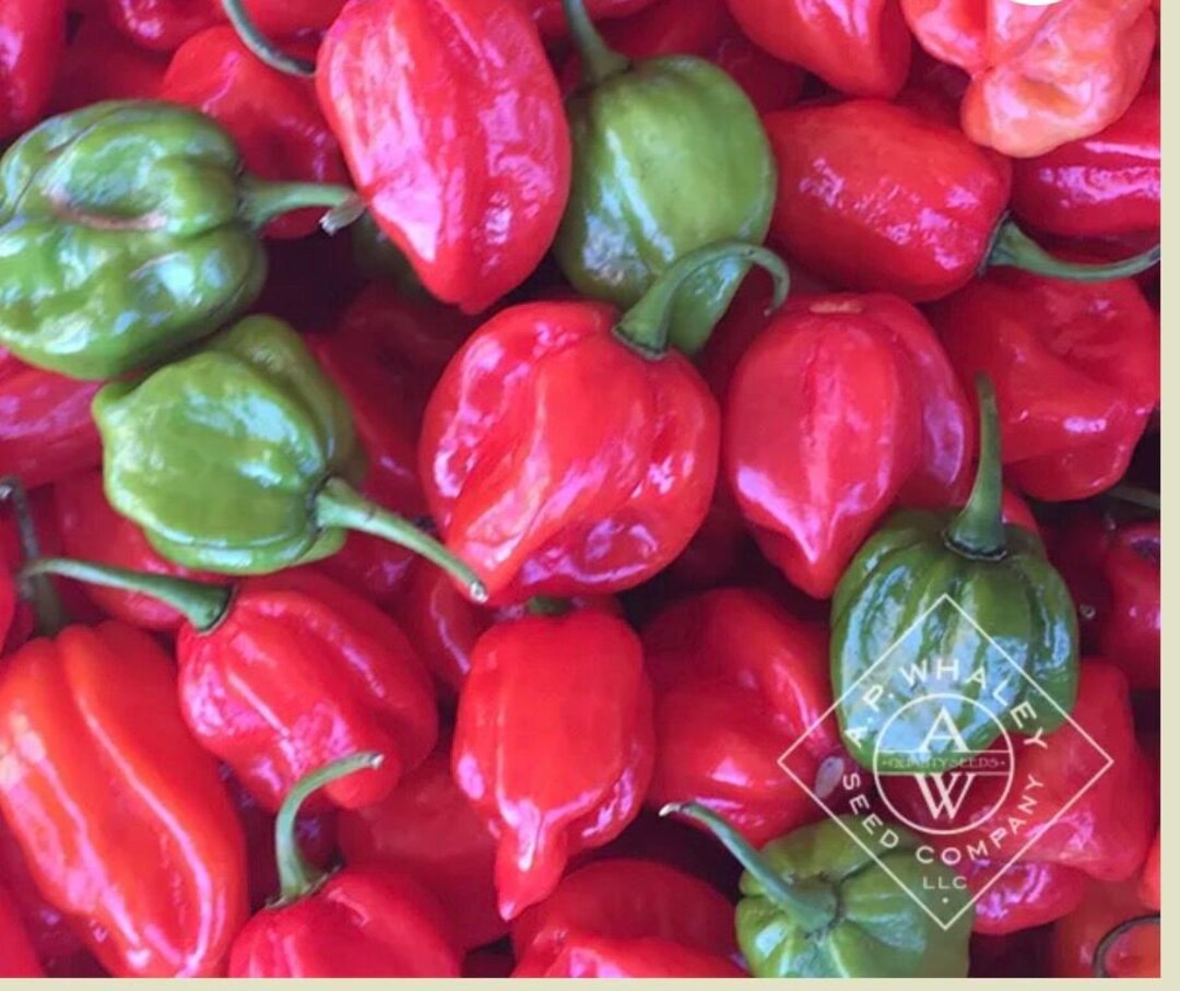Aji Dulce #2 Puerto Rico Rainbow Pepper Seeds; Virus Tested; High ...