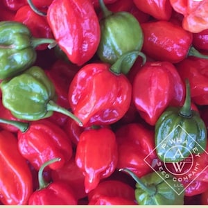 Aji Dulce #2 Puerto Rico Rainbow Pepper Seeds; Virus Tested; High ...