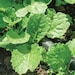 1/8-OZ 650 ETHIOPIAN MUSTARD Seeds; African Kale; Abyssinian Mustard ...