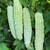 20 Japanese Good Luck F1 Burpless Cucumber Seeds; Heat Tolerant; High ...
