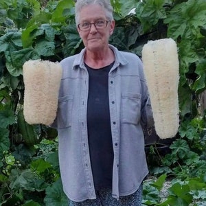 5 Elite Taiwanese Smooth Luffa Seeds;屹立圓筒絲瓜; 台灣菜瓜; Meaty Culinary ...