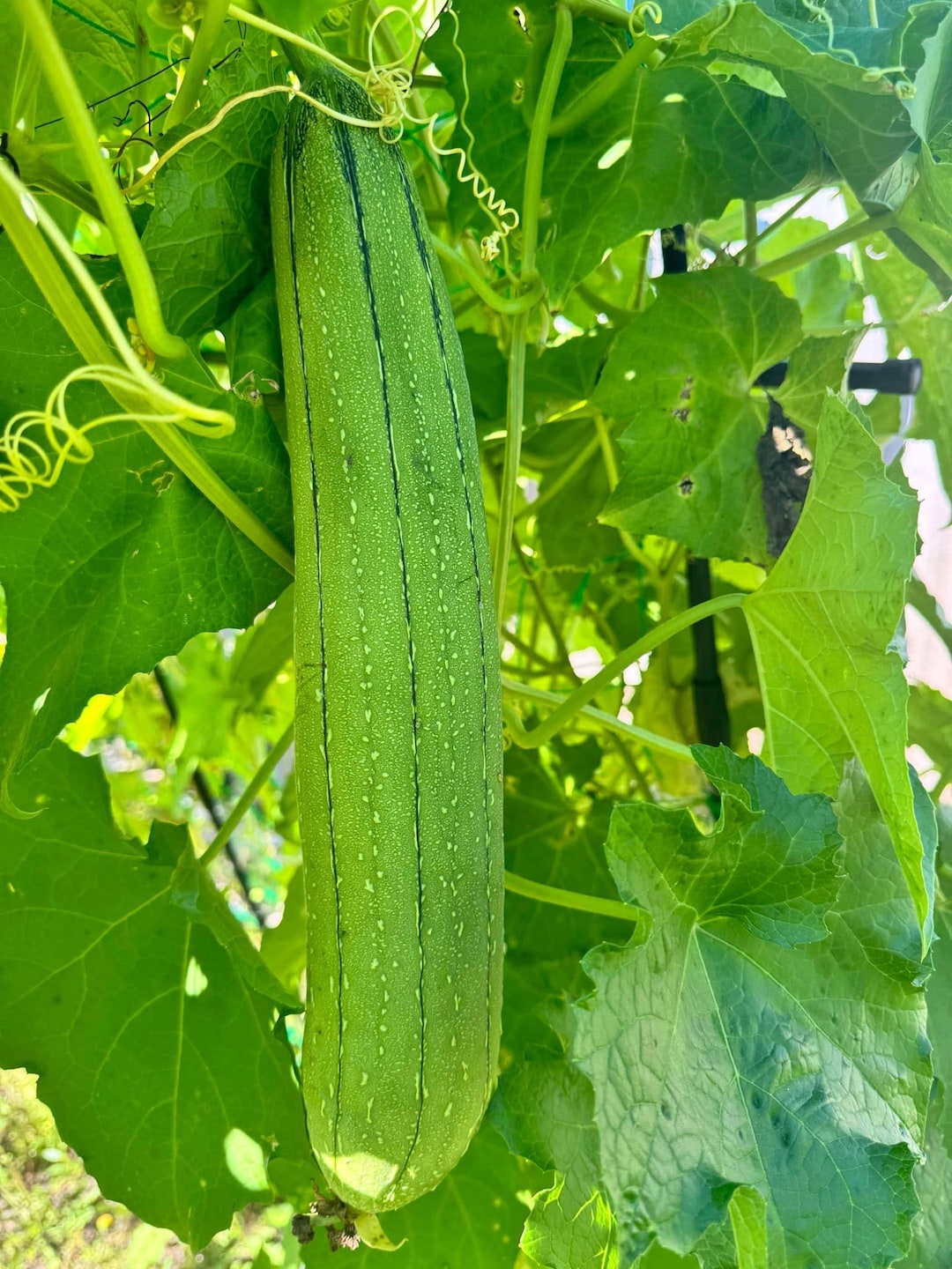 15 Organic Indian Smooth Luffa Seeds; Heirloom Meaty Culinary Loofah - Etsy