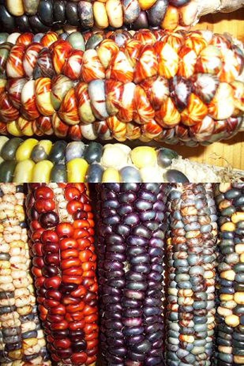 1/2 OZ Organic MANDAN BRIDE Corn Seeds; Native American Historic ...