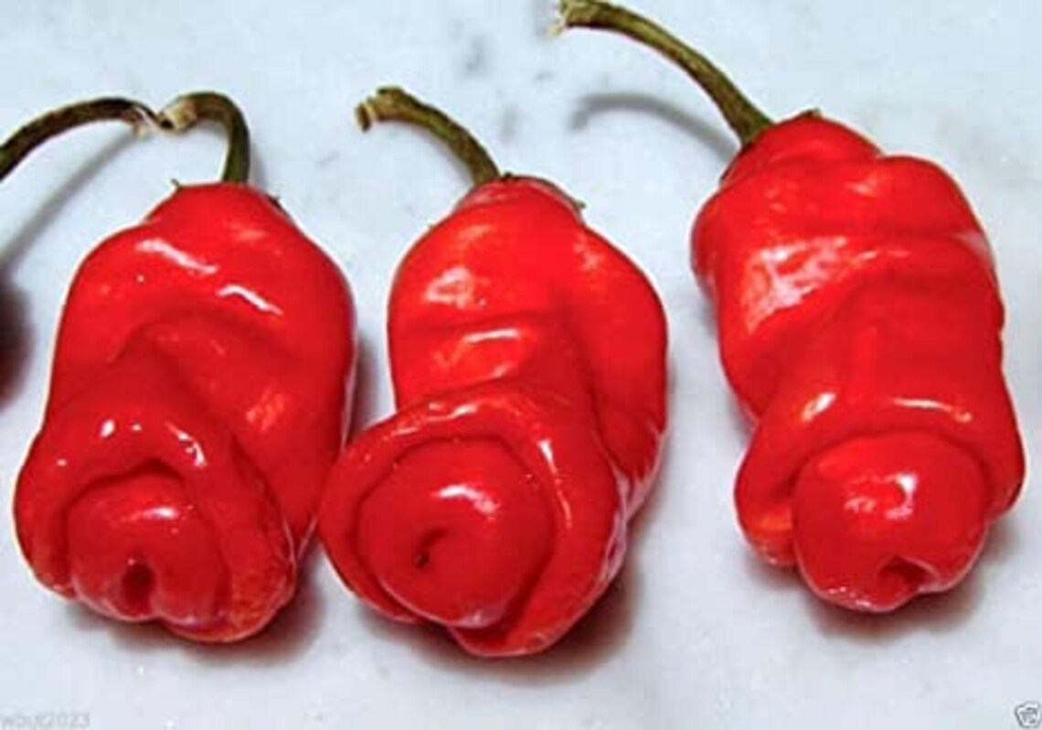 15 Peter Pepper Red Seeds; Willy Pepper; Perverted Chilli; Naughtiest ...