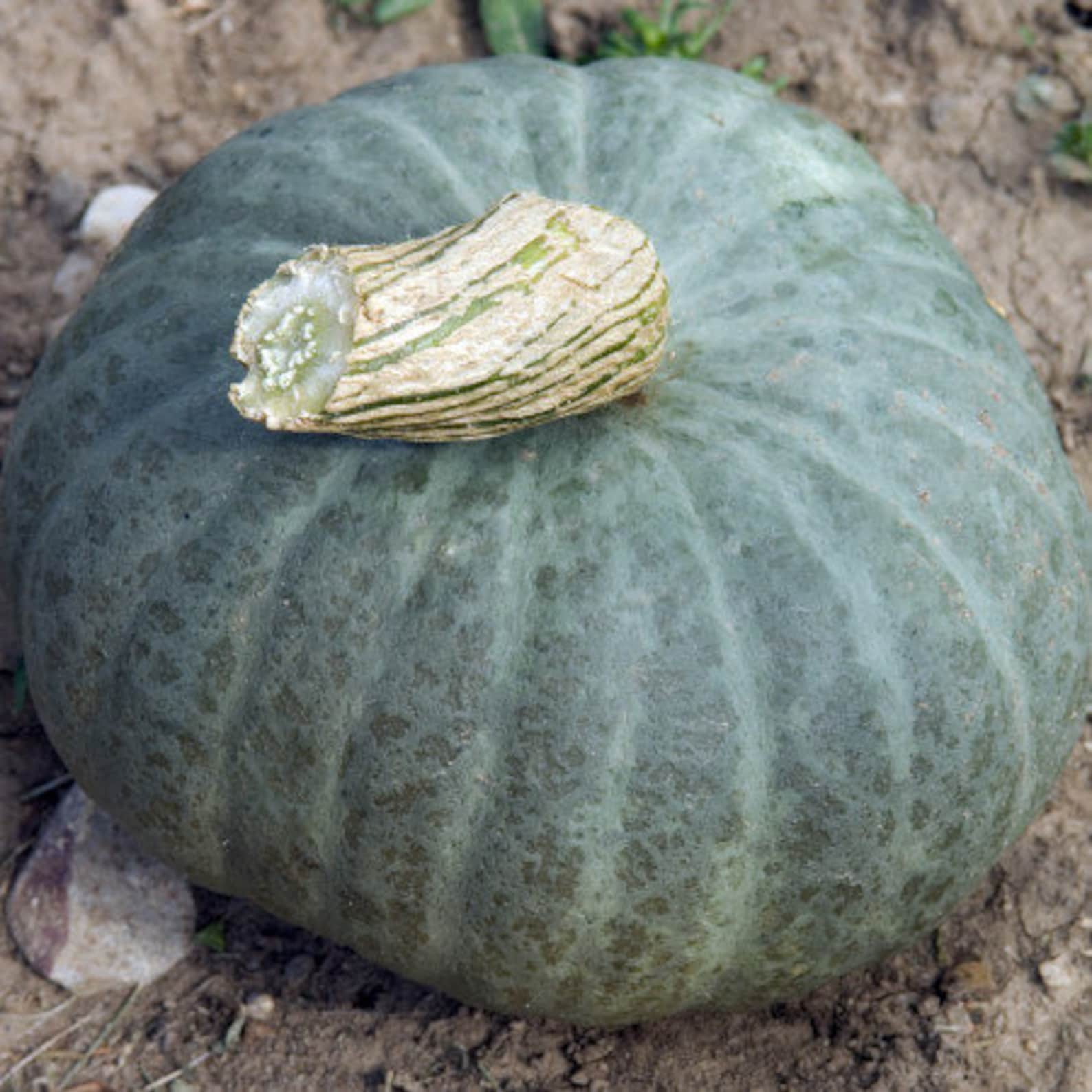 8 BLUE KURI Winter Squash Seeds; Japanese Kabocha - Etsy